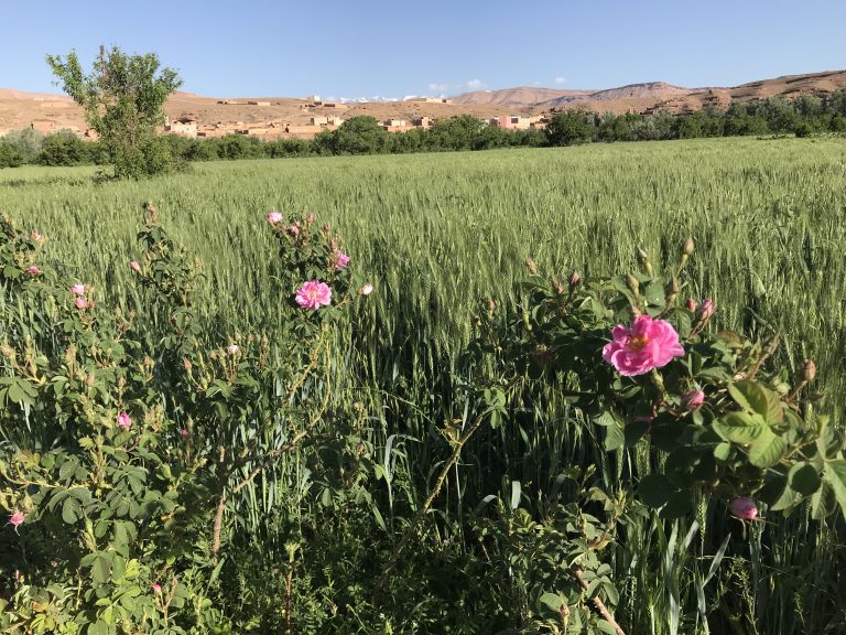 Sourcing the best Rose Oil in Morocco - Let s Explore Beauty and ...