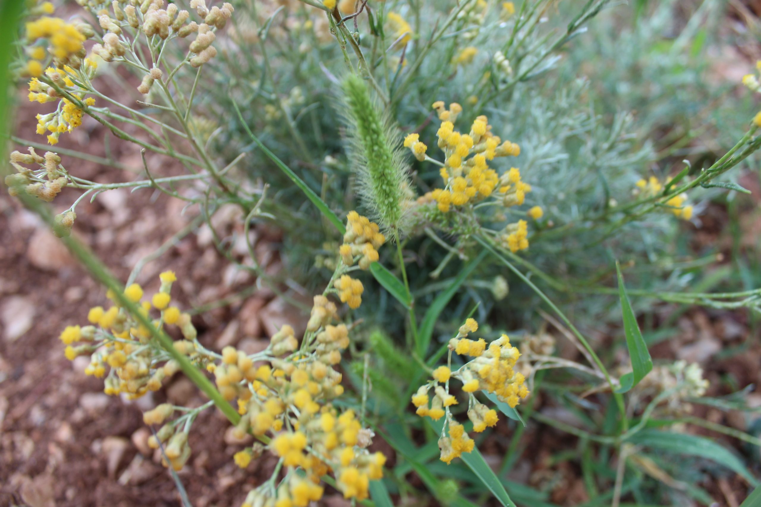 Helichrysum Italicum - The Golden Sun - Essential Oil - Let s Explore ...